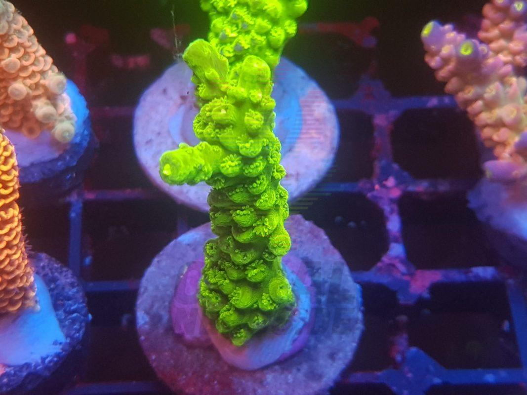 Green Slimer Acropora - M - Coralnerds