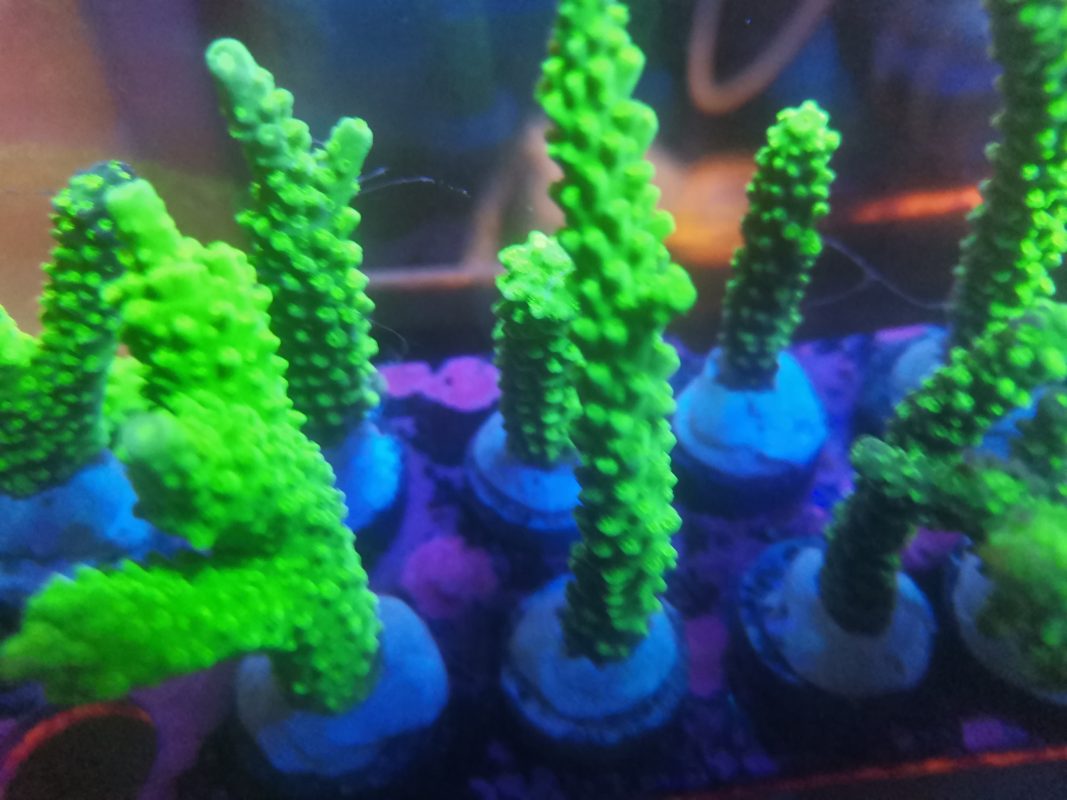 Green Slimer Acropora - M - Coralnerds